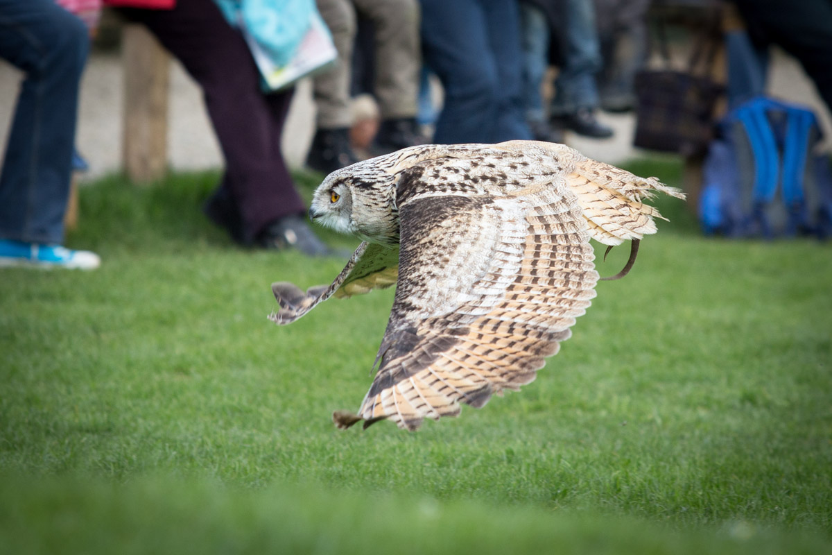 Local Attractions – bainbridge-ings-country park